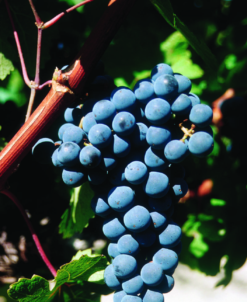 Our Grapes - Rowland Taylor Vineyards