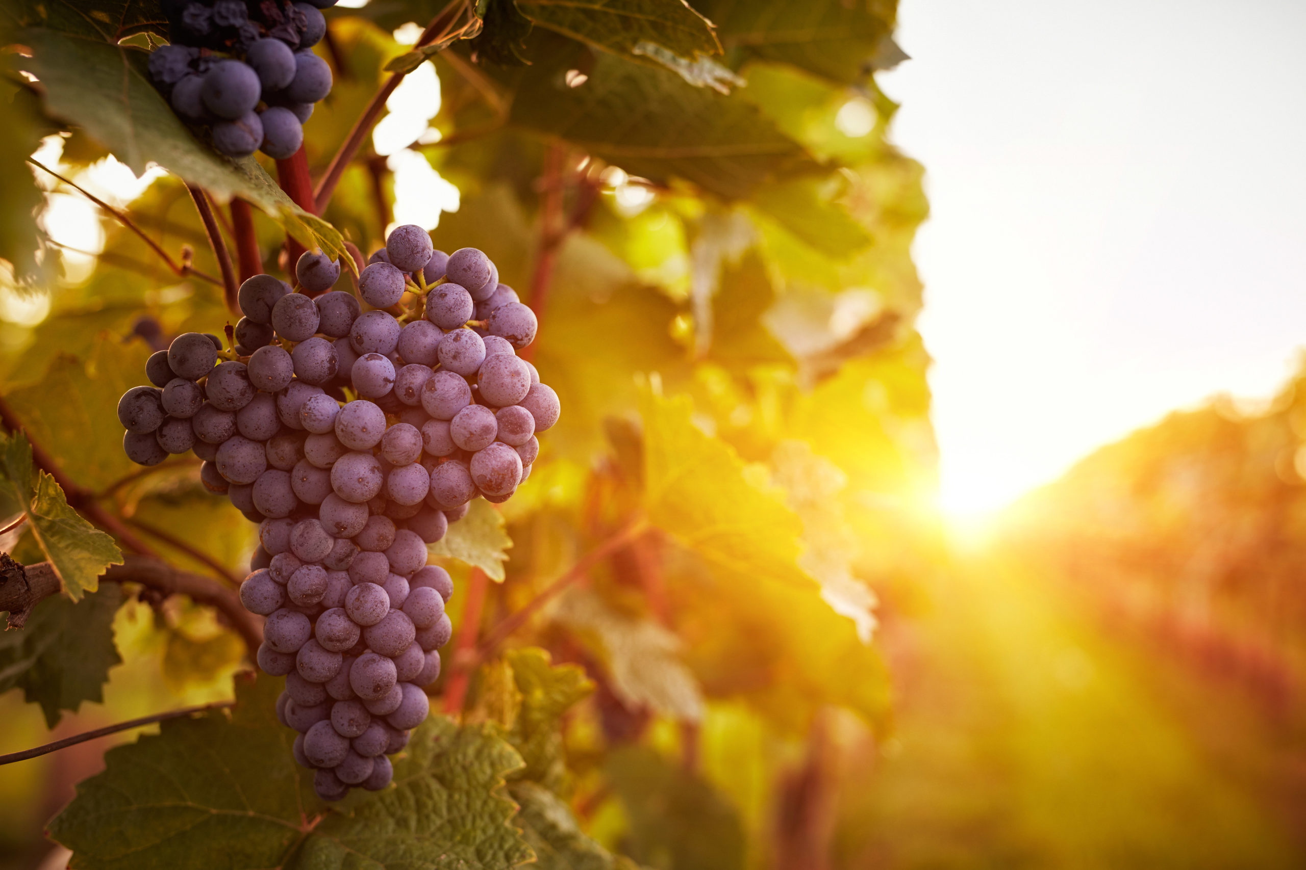 Home - Rowland Taylor Vineyards